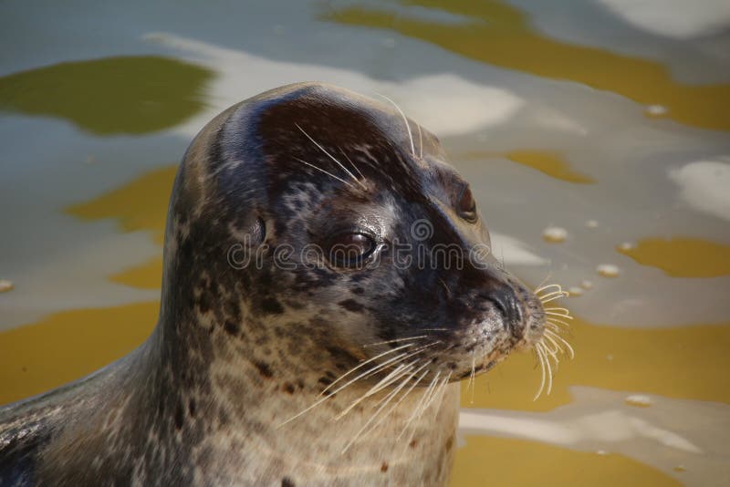 Seal off the cornish Coast stock image. Image of seal - 103334915