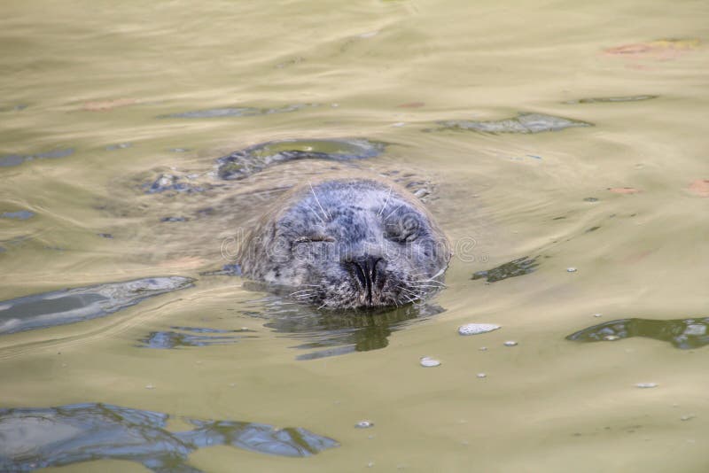 Seal off the cornish Coast stock image. Image of wildlife - 103334933