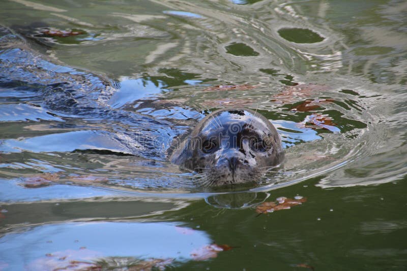 Seal off the cornish Coast stock photo. Image of river - 103335340