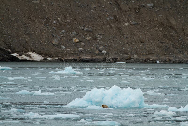 Seal on a pack ice stock photo. Image of island, glacier - 91456178
