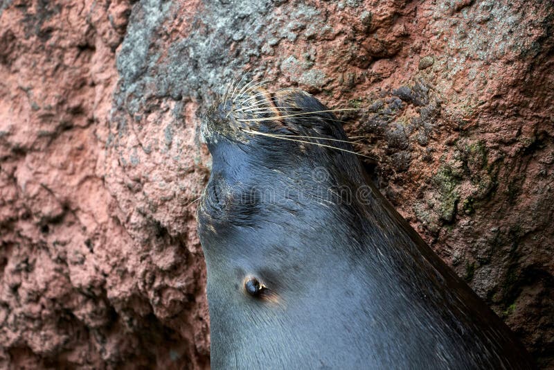 Seal Peeking Out from the Left Side of a Rocky Cliff Face Stock Photo ...