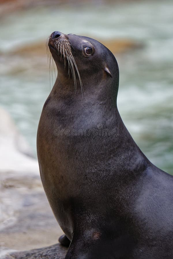A Seal Sitting on Top of a Rock Next To a Pool Stock Image - Image of ...