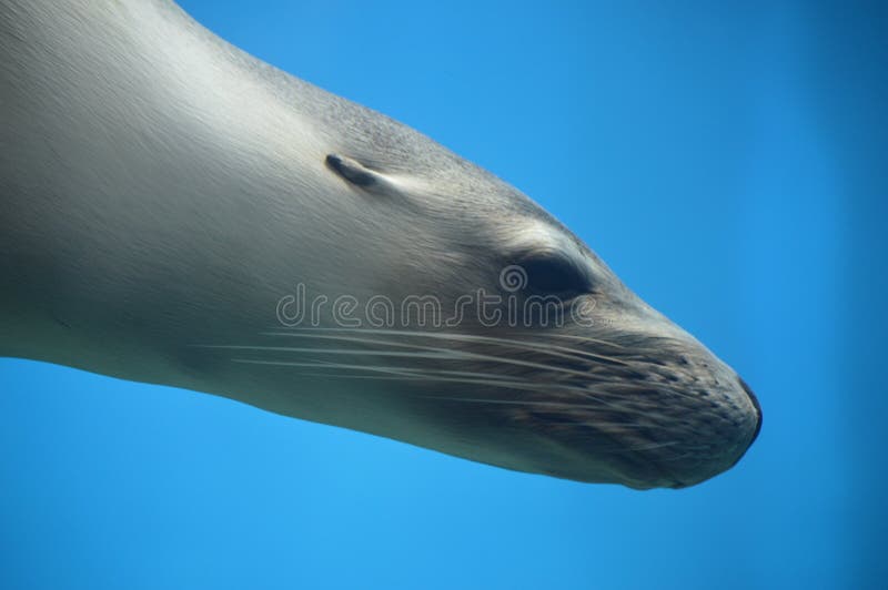 Seal Pinniped stock image. Image of animals, animal - 95355257