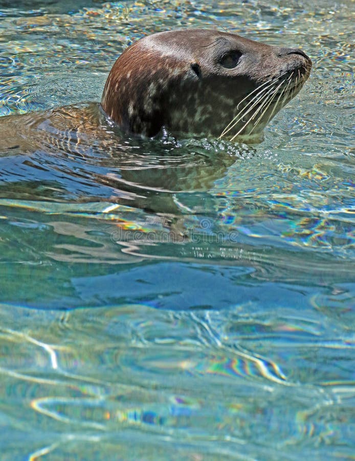 1,328 Swimming Pinniped Stock Photos - Free & Royalty-Free Stock Photos ...
