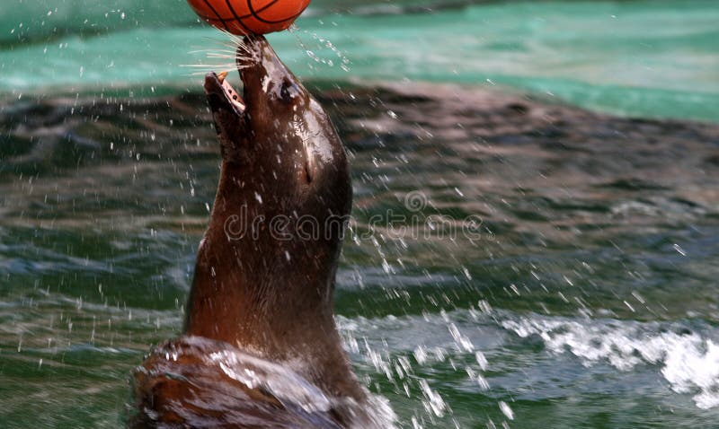 Seal playing with her ball stock photo. Image of attraction - 15329338