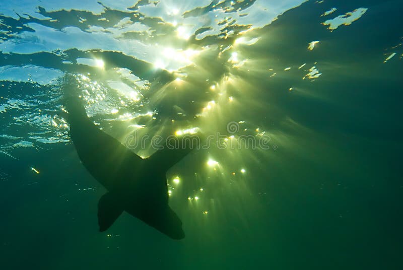 Seal playing underwater stock photo. Image of animal - 12930168
