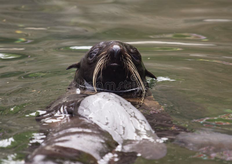 Seal playing in the water stock image. Image of americam - 94956087