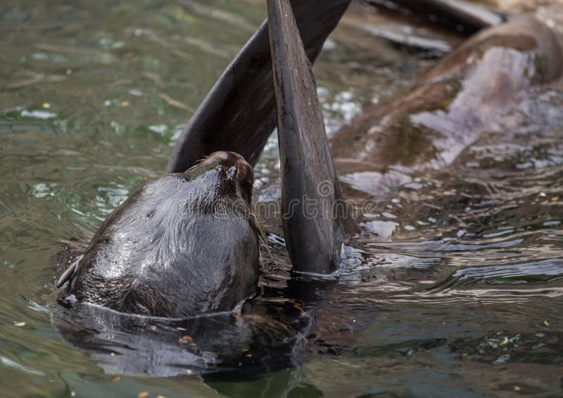 Seal playing in the water stock image. Image of carnivora - 94956211