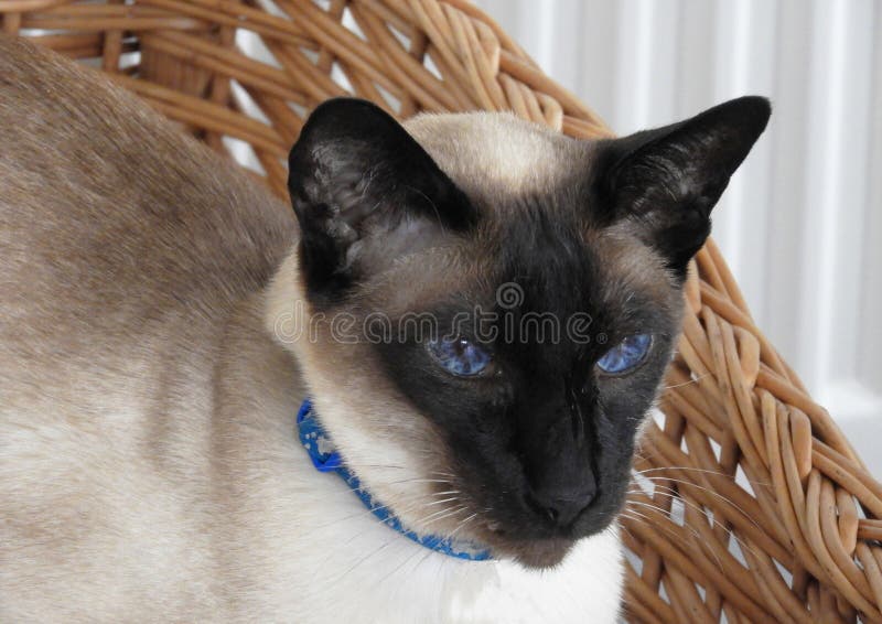 Seal Point Siamese Cat with Bright Blue Eyes Stock Photo - Image of ...