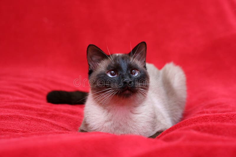 Seal Point Siamese stock image. Image of seal, portrait - 70616775