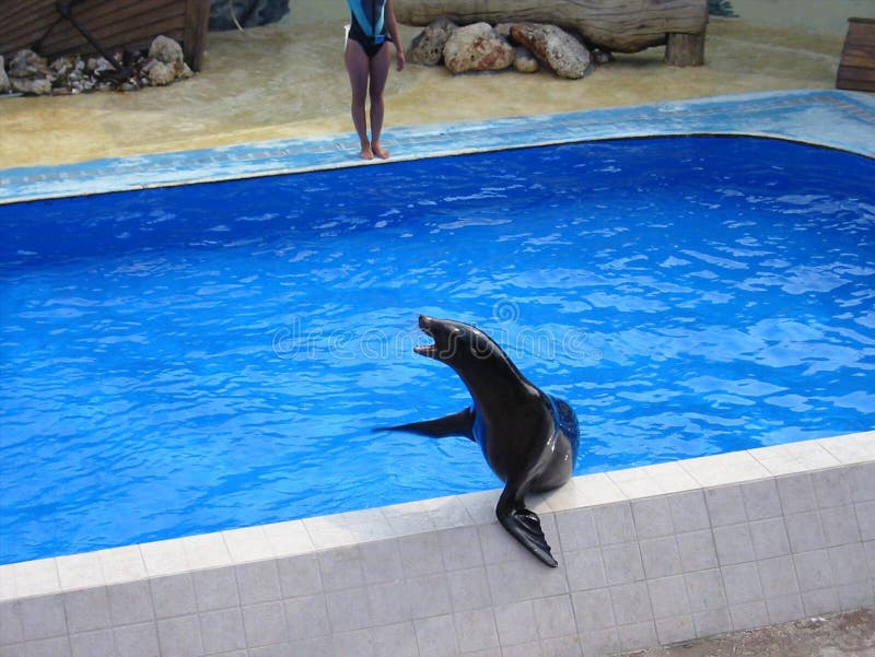 Seal on the pool stock image. Image of women, marine, animals - 149891