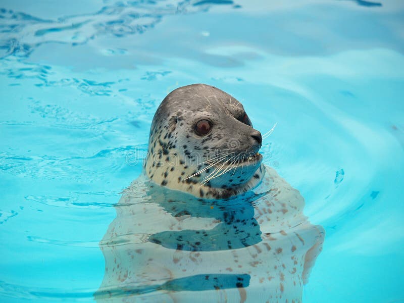 Seal in pool stock photo. Image of ocean, japan, funny - 9141962