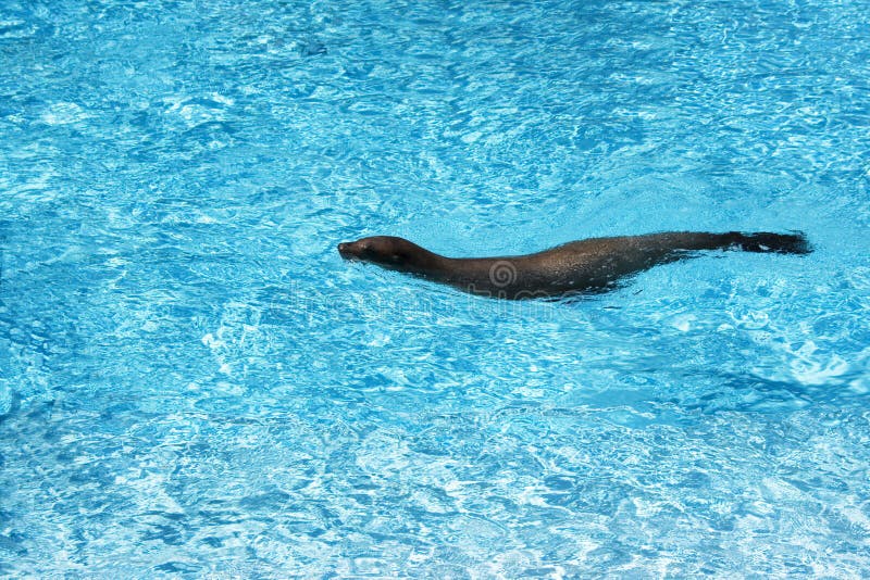 Seal in the Pool at Barcelona Stock Photo - Image of animal, frost ...