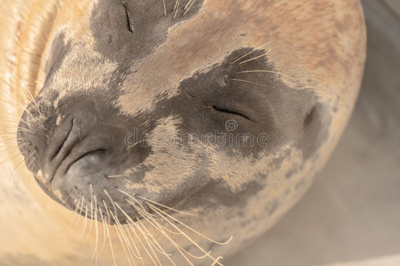 Seal Portrait with Sad Face and Tears Stock Photo - Image of closeup ...