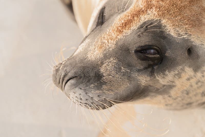 Fur Seal - Portrait with Open Mouth Stock Photo - Image of training ...