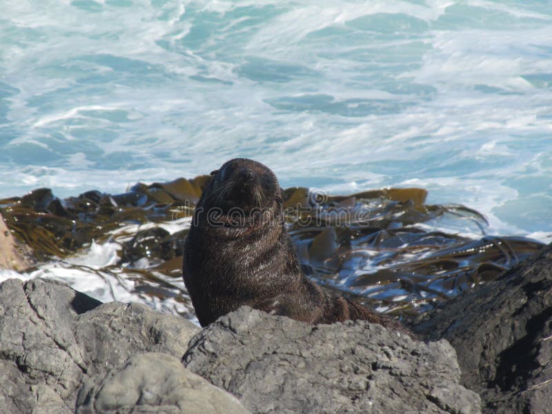 Seal posing for camera stock photo. Image of daytime - 63201354