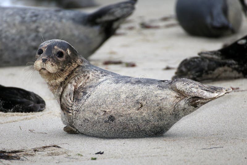 Seal Pup stock image. Image of face, beach, nature, child - 20162501