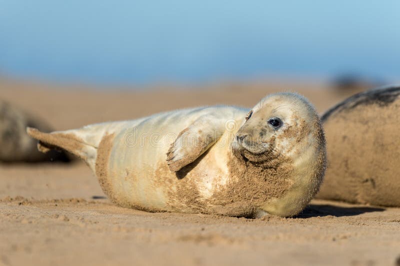 Seal Pup stock photo. Image of wild, grypus, mammal, nook - 28256398