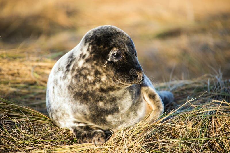 Seal Pup stock image. Image of young, newborn, nature - 28256555