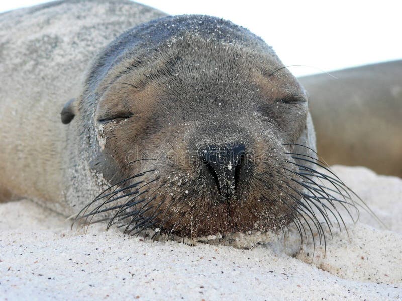 Seal pup stock image. Image of seal, water, beach, marine - 645165