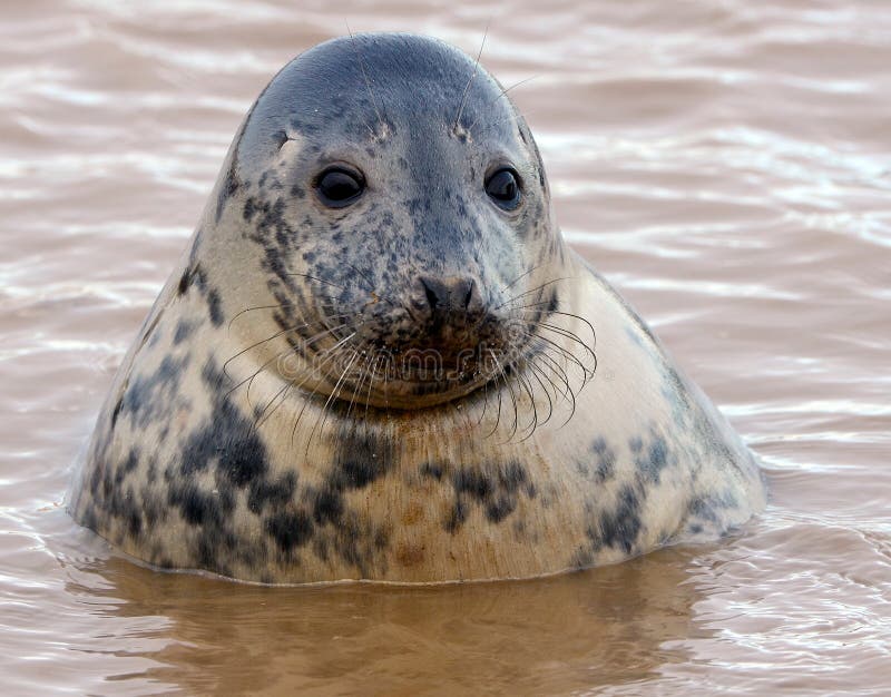 Seal pup in water stock photo. Image of rest, face, cute - 26561042
