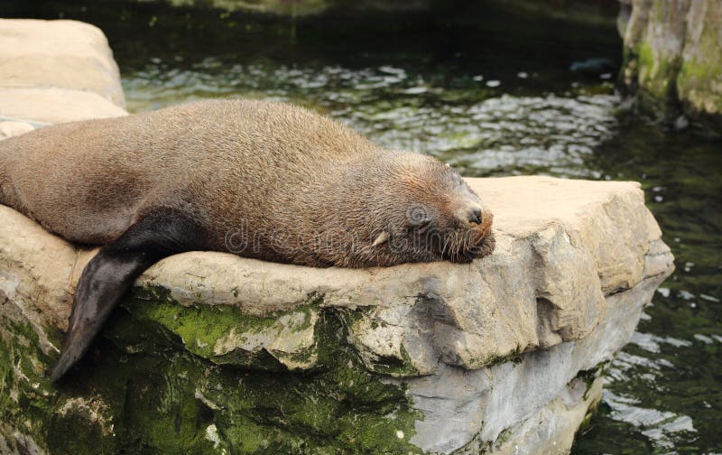 Seal rest on the rock stock photo. Image of rest, marine - 61661078