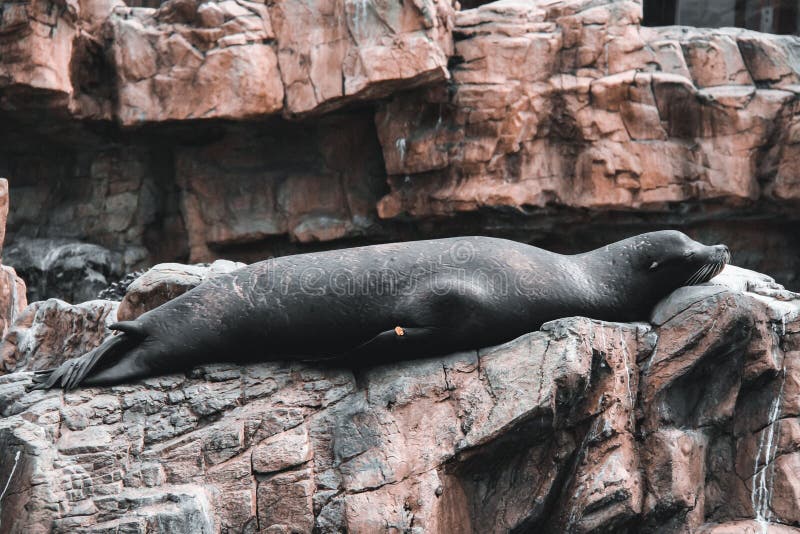 Seal Resting on a Rock during a Sunny Day Stock Image - Image of marine ...