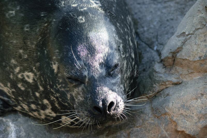 Seal Resting on Rocks stock image. Image of wildlife - 320506519