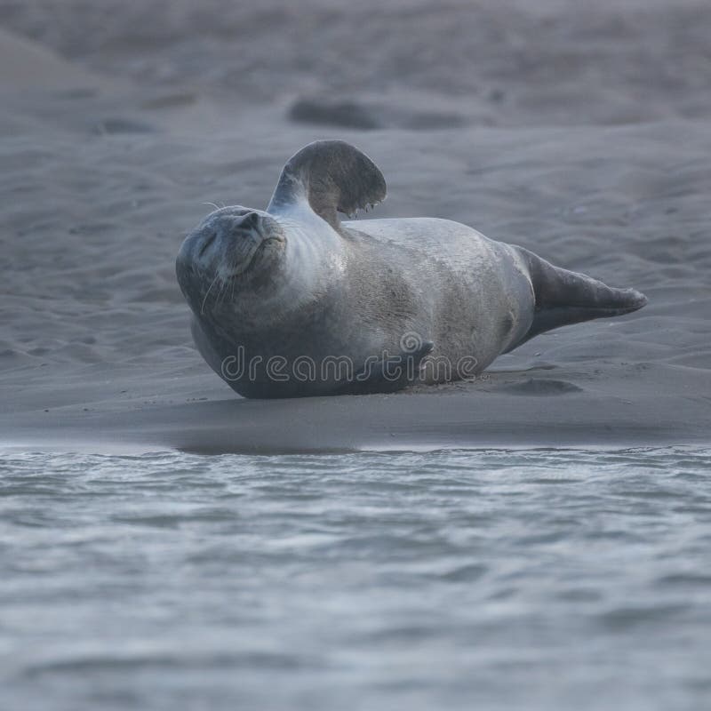 Seal Resting in the Sand during Sunset Stock Image - Image of ocean ...