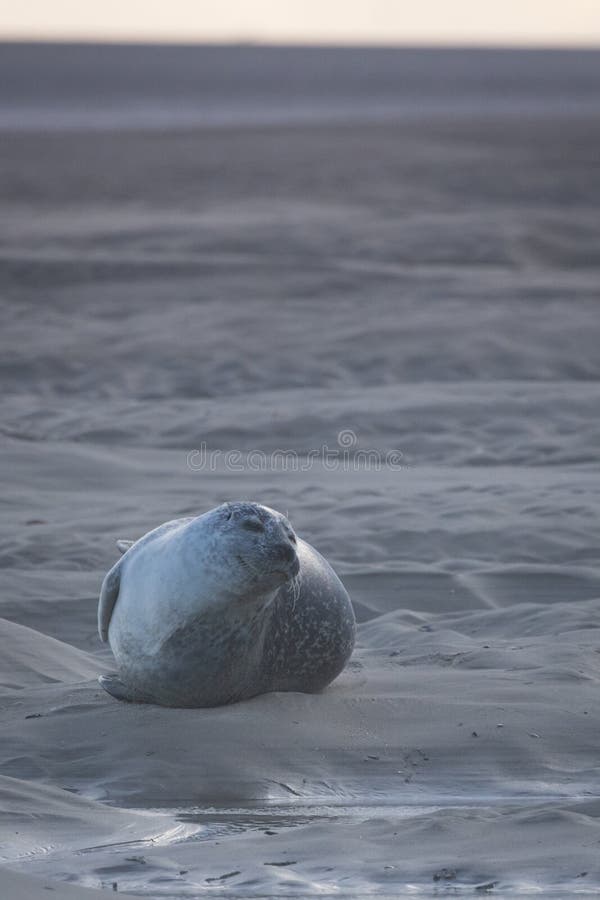 Seal Resting in the Sand during Sunset Stock Photo - Image of mammal ...