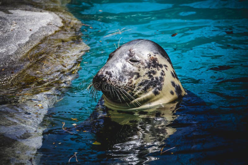 Seal Resting in the Sun in the Water Stock Image - Image of coast, male ...