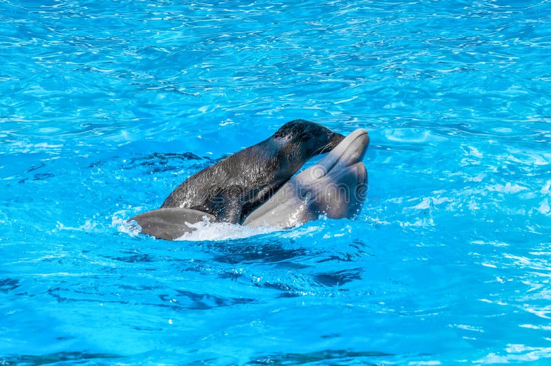 Seal is Riding on a Dolphin in Blue Water Stock Image - Image of ...