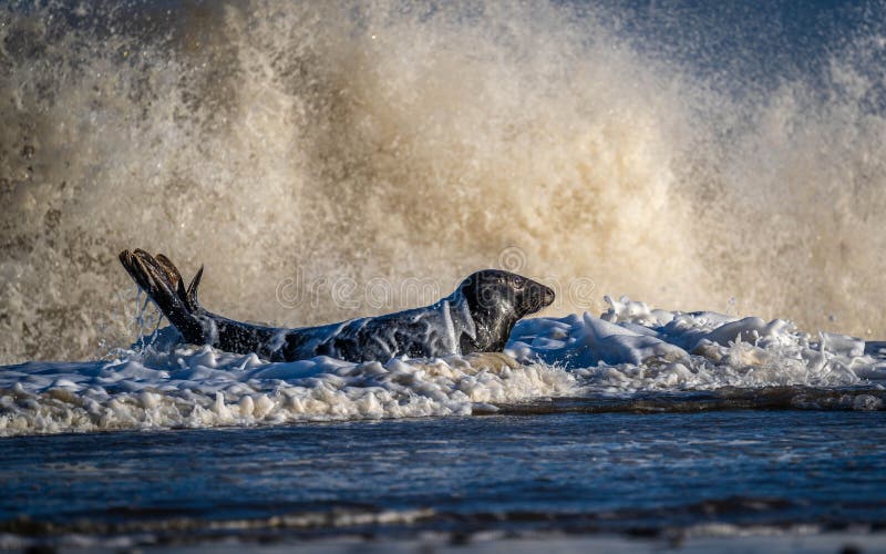 Seal Riding Ocean Waves with Dramatic Splash. Stock Image - Image of ...