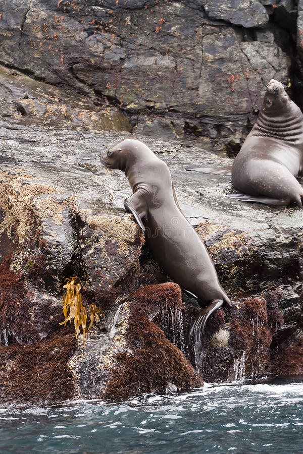 Seal on a rock stock image. Image of national, water - 18257767