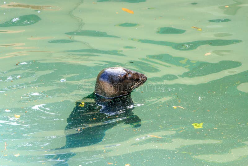 Seal stock photo. Image of park, animal, summer, pool - 117929558