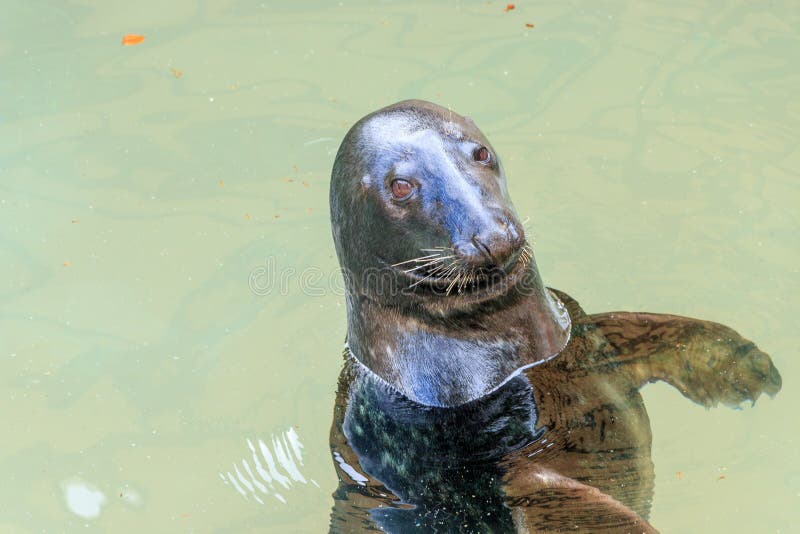 Seal stock image. Image of park, water, animal, flora - 117929619