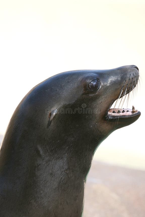 Seal side stock photo. Image of rock, swim, ocean, mammal - 10803978