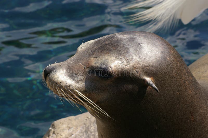 Seal side shot stock image. Image of begging, ears, onlookers - 54782671
