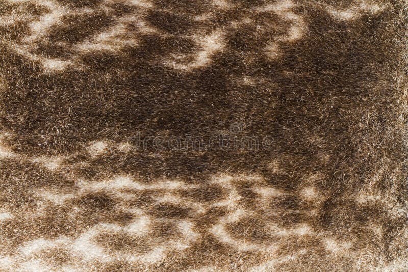 Seal skin stock image. Image of nature, flat, textured - 33915509