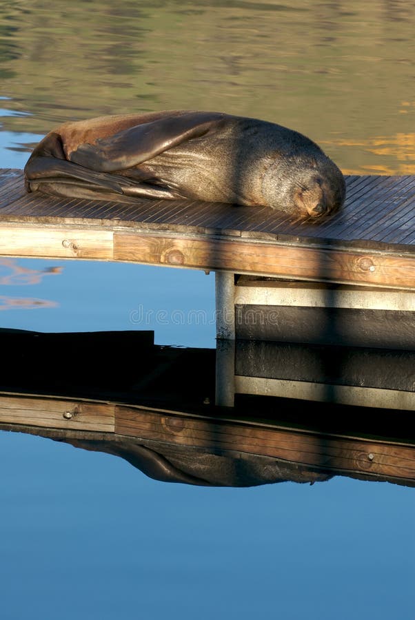 Seal Sleeping in the Morning S Stock Photo - Image of water, peninsula ...
