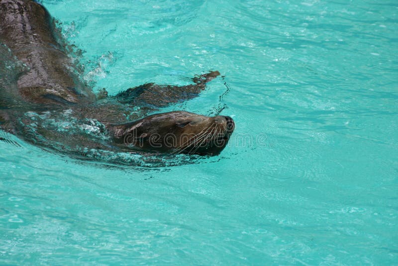 Seal Swimming stock image. Image of stir, seal, marine - 151483