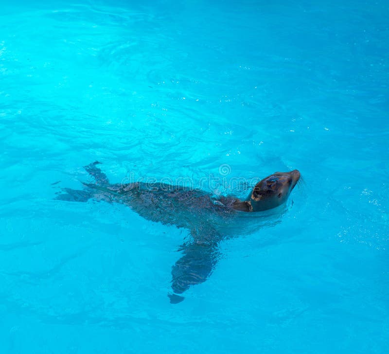 Seal Swimming in Blue Saltwater Stock Image - Image of exotic, cute ...