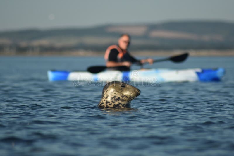 Seal Swimming while a Man Kayaking on the Water Stock Image - Image of ...