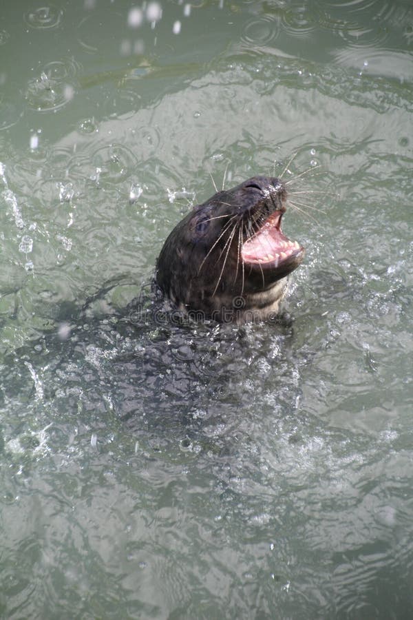 Seal off the cornish Coast stock photo. Image of fauna - 103335214