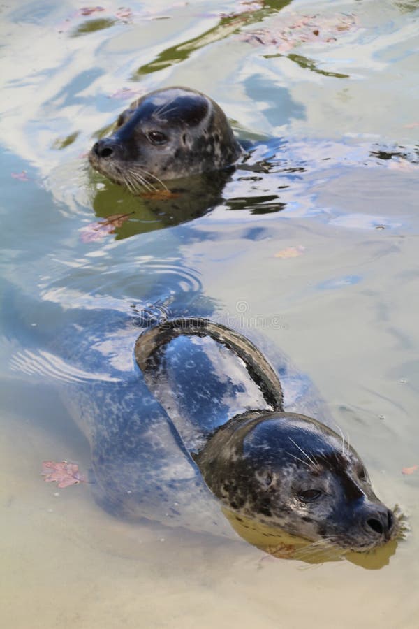 Seal off the cornish Coast stock image. Image of animal - 103335223