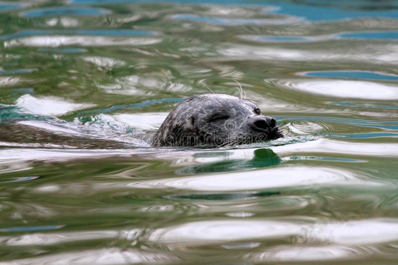 Seal stock photo. Image of pool, sweet, wild, fauna, swimming - 39123902