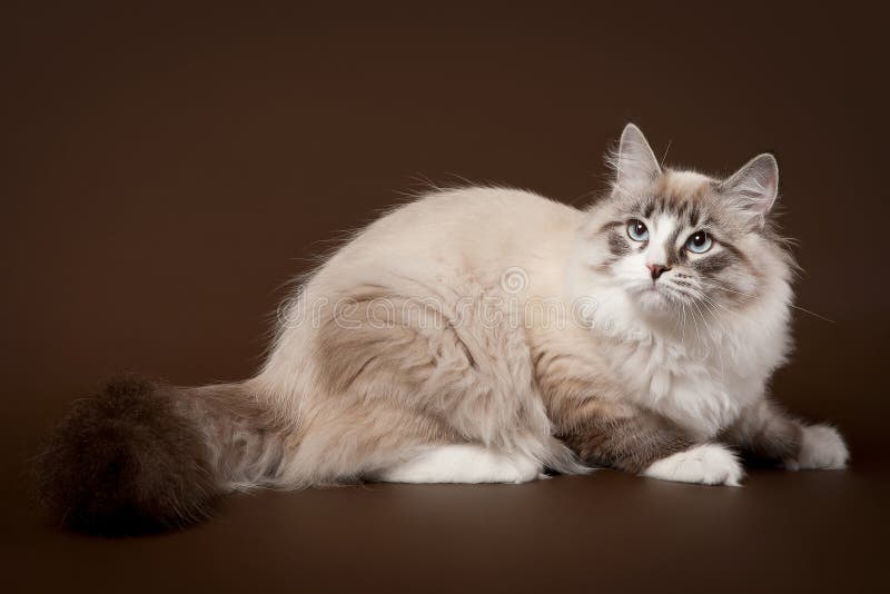 Himalayan cat stock image. Image of animal, cute, cuddly - 22078219