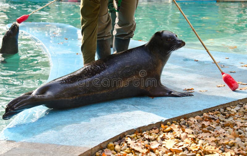 Seal with target stick stock image. Image of common, rest - 35145427