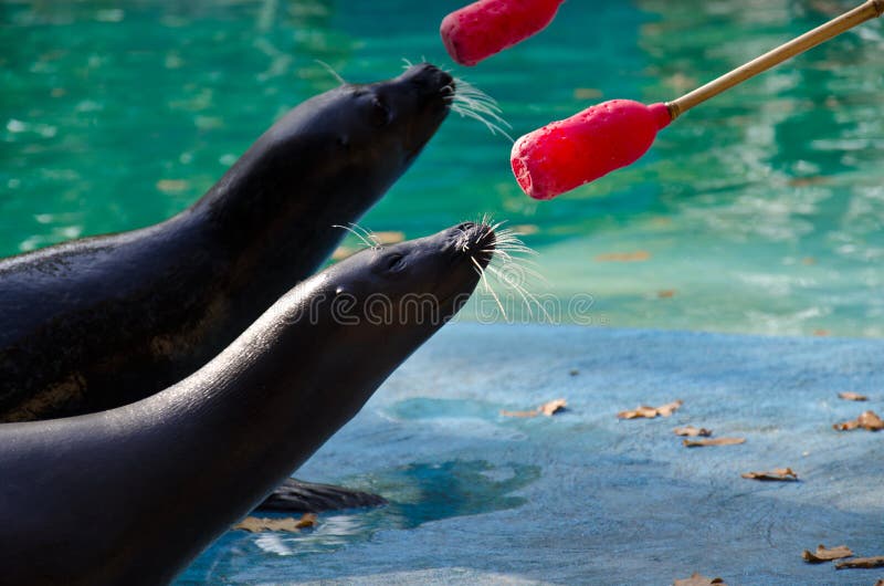 Seal with target stick stock image. Image of looking - 35145517