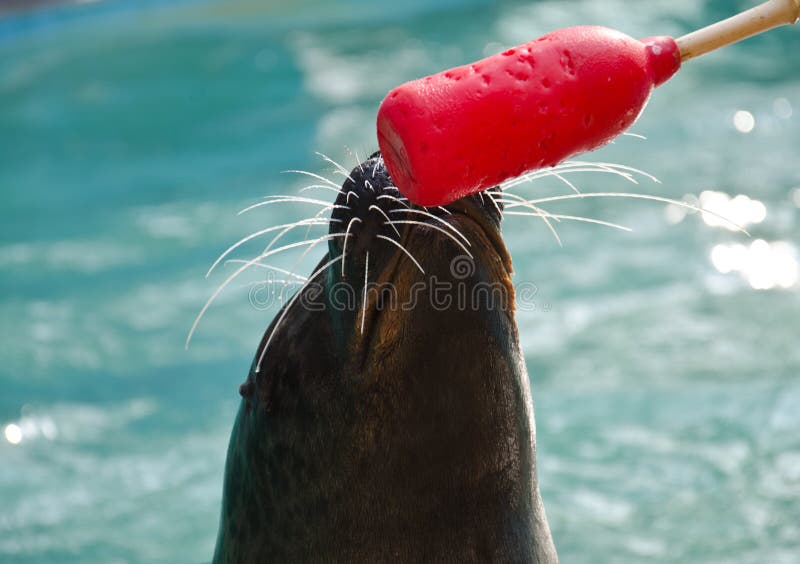 Seal with target stick stock image. Image of life, black - 35145519